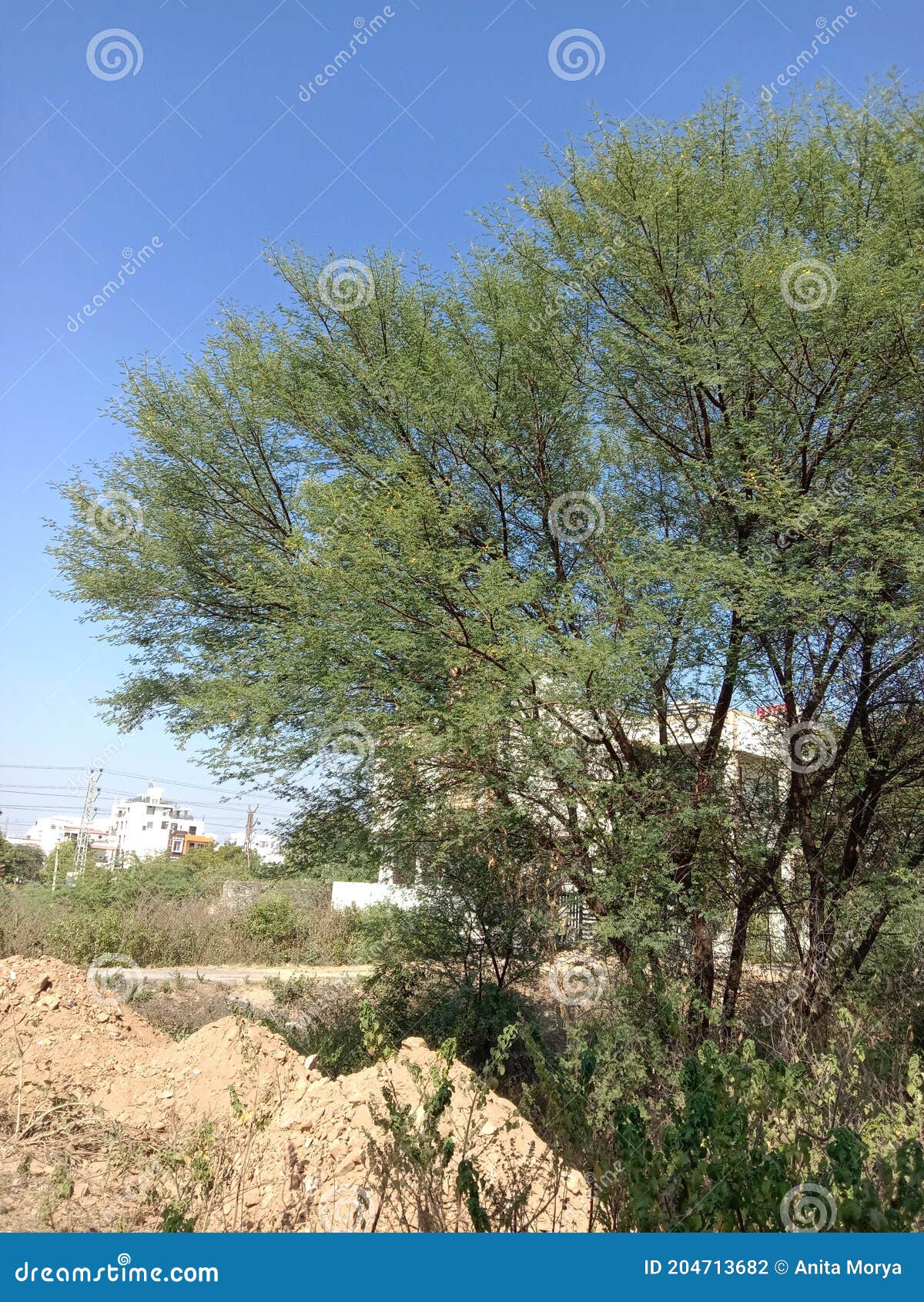 Vachellia Nilotica or Gum Arabic Tree or Babool Stock Photo - Image of ...