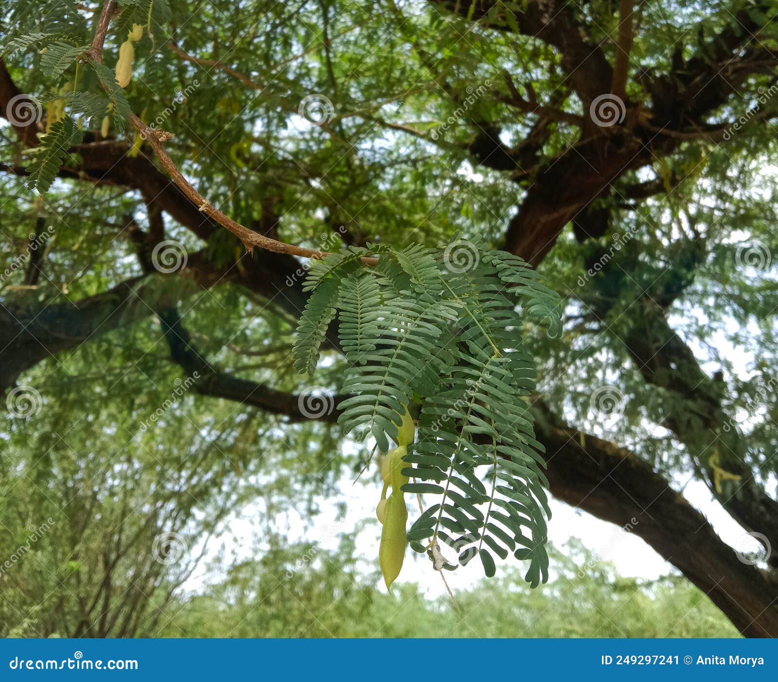 Babool Fruit,Vachellia Nilotica Or Gum Arabic Tree With Coal And Its ...
