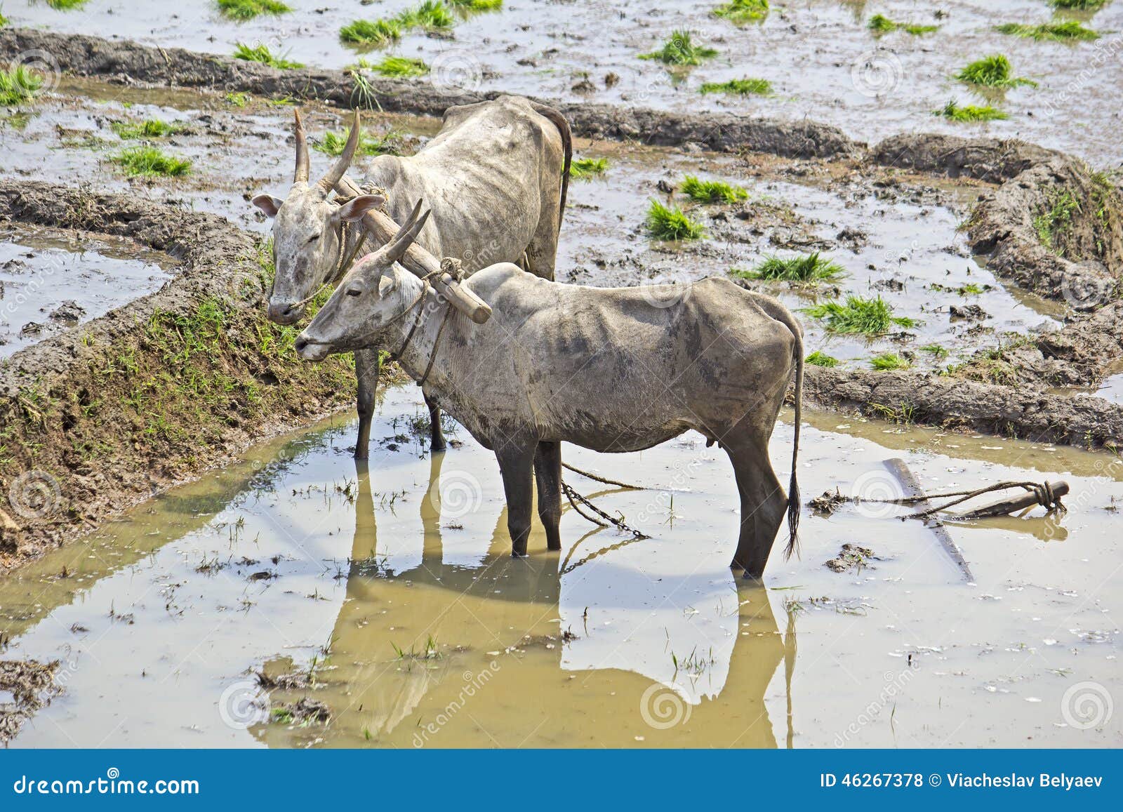 Vaches avec la charrue photo stock. Image du vache, dessiné - 46267378