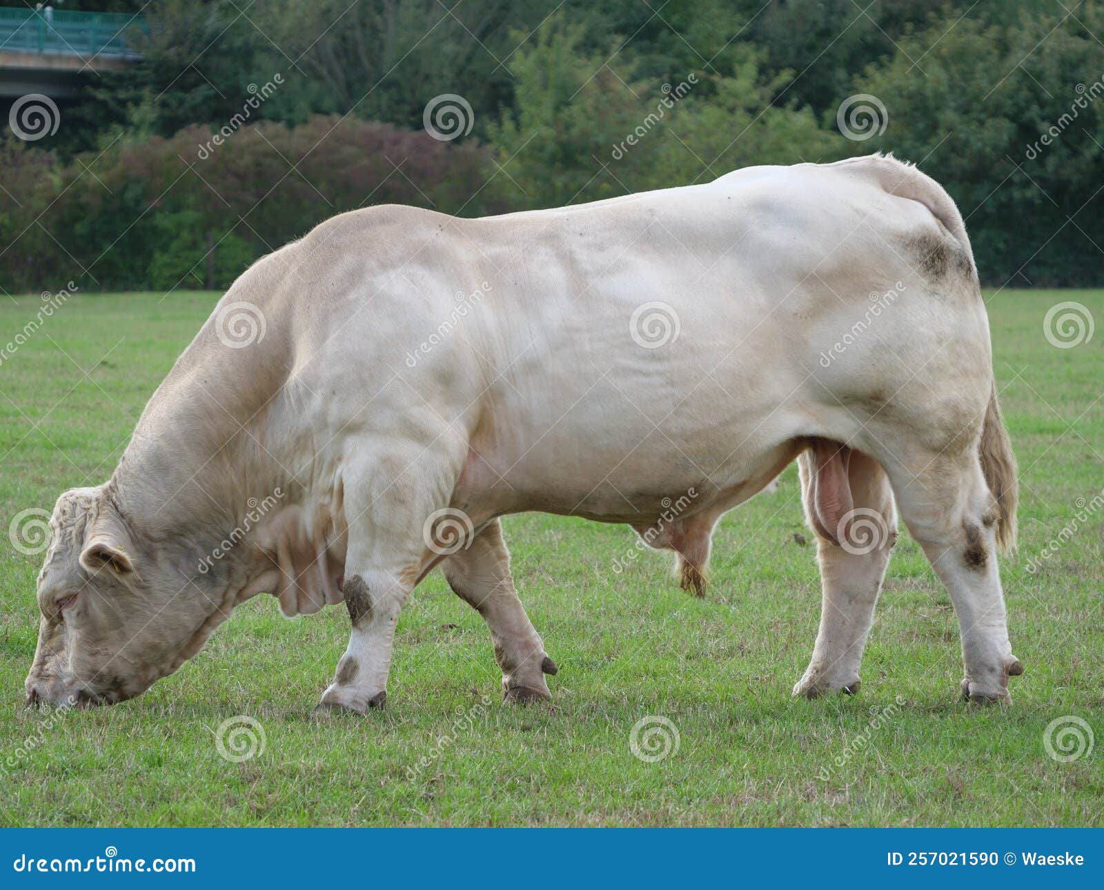 Vaches Blanches En Westphalie Photo stock - Image du vache, vaches ...