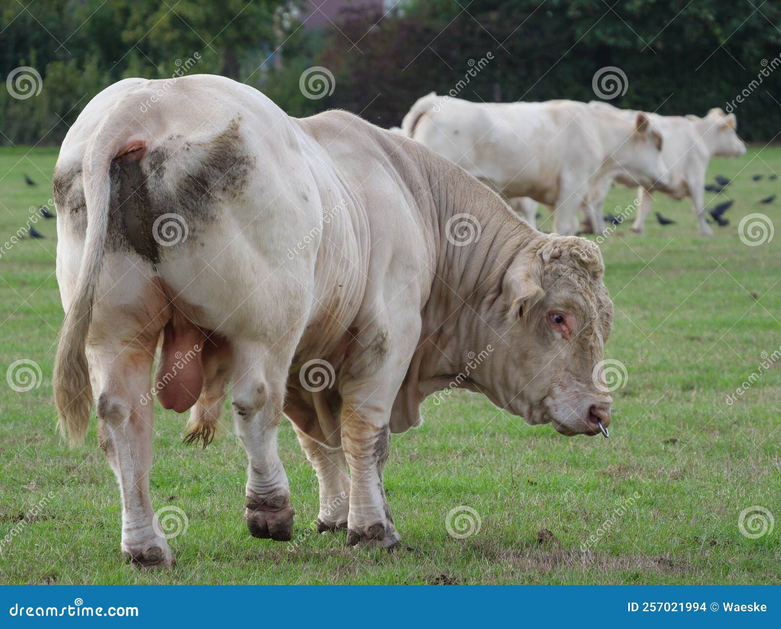 Vaches Blanches En Westphalie Photo stock - Image du vache, allemagne ...