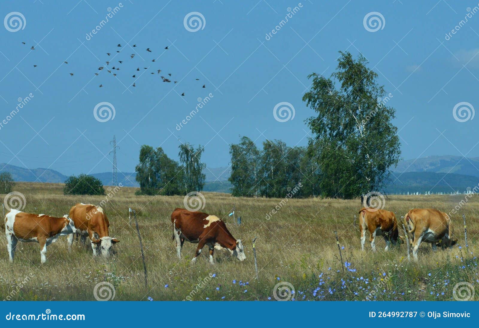 Vaches Broutent Dans La Prairie Image stock - Image of pâturage, vaches ...