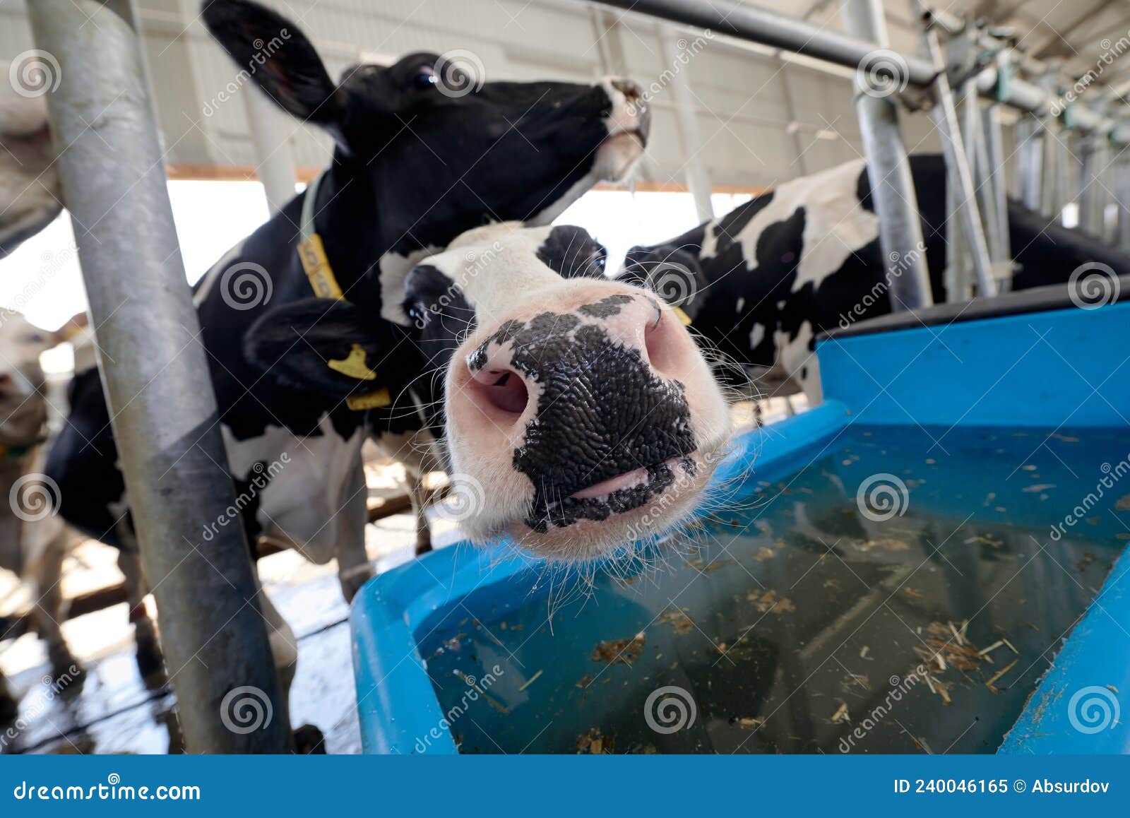 Vaches Dans Une Vache Sur Une Ferme Image stock - Image of alimentation ...