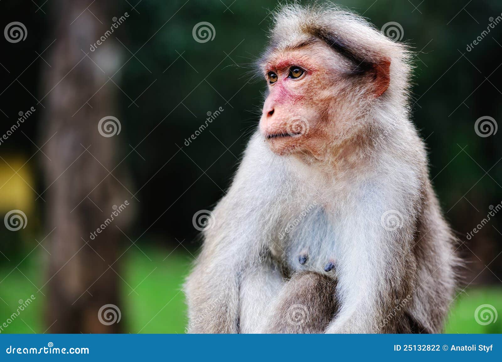 Vacillating stock photo. Image of nature, looking, guise - 25132822