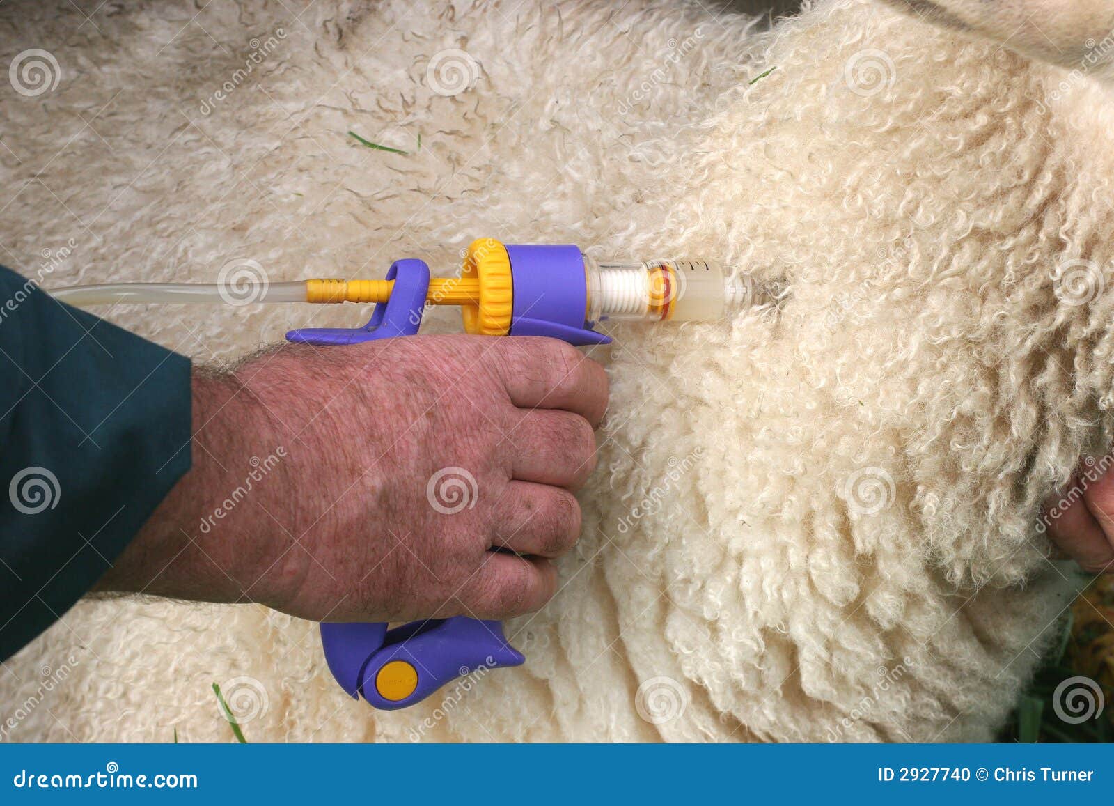 Vacinating a Sheep stock photo. Image of care, injection - 2927740