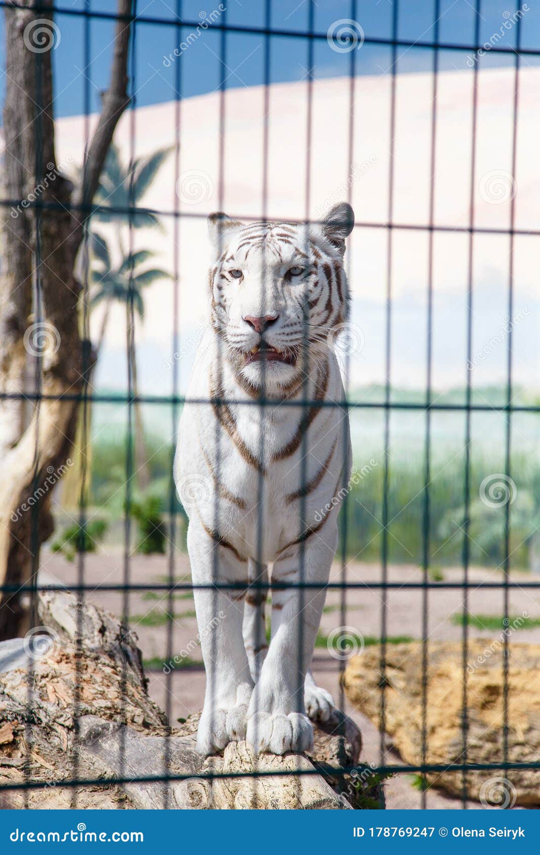 Vacker Vit Tiger I Djurparksbur. Utrotningshotade Arter Fotografering ...