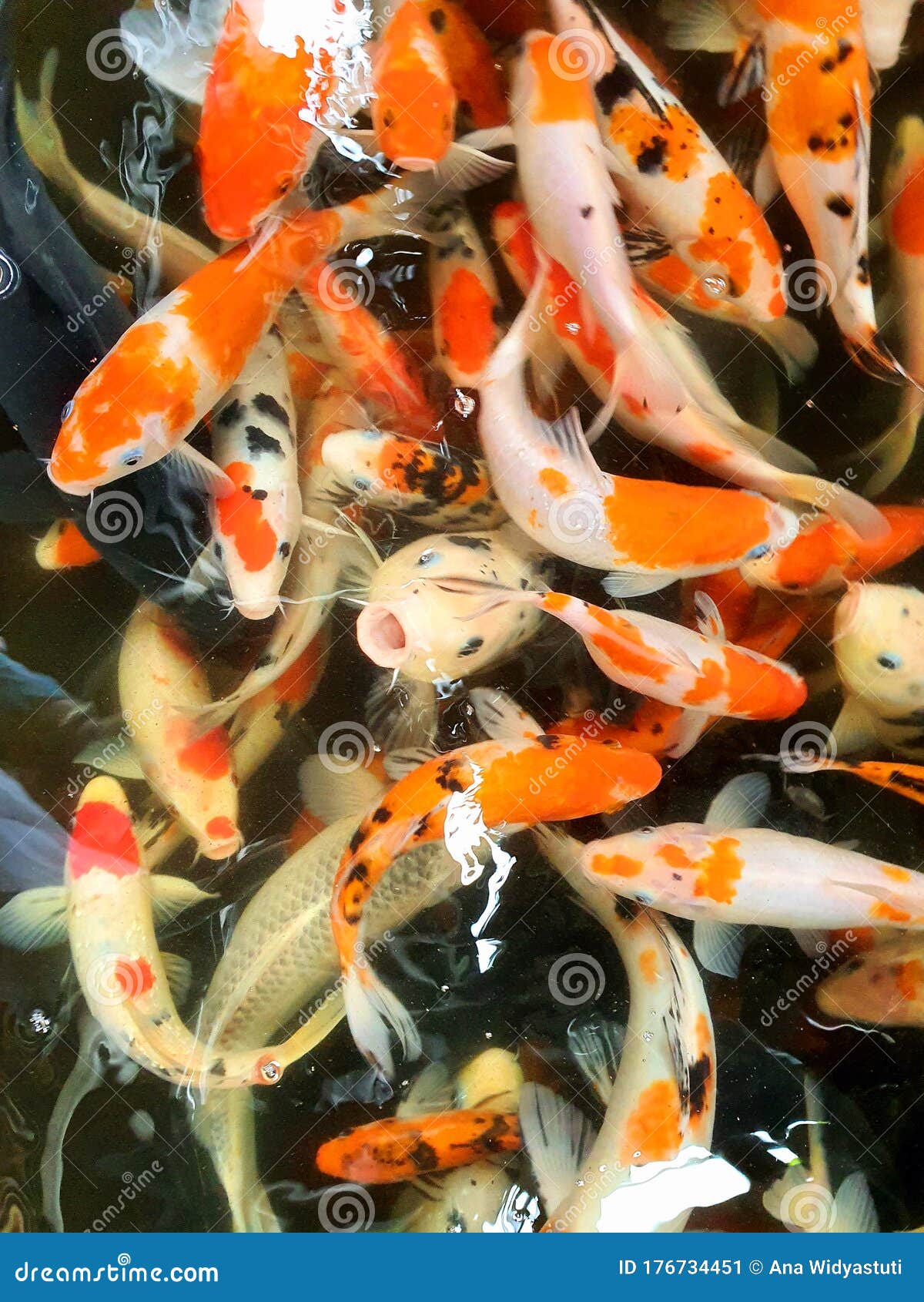 Vackra Guldfiskar Som Simmar I Dammen Fotografering för Bildbyråer ...