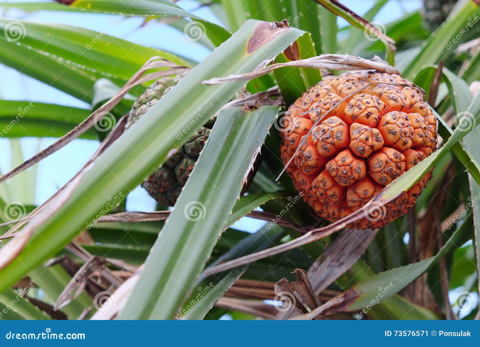 Vacquois Fruit, Pandanus Palm Stock Image - Image of seed, green: 73576571
