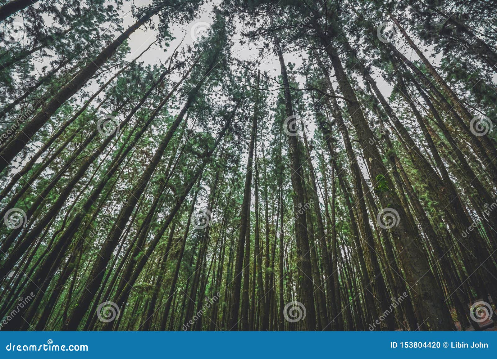 Pine Forest in Vagamon Hills is One of the Best Tourist Place in Kerala ... Pine Forest in Vagamon Hills is One of the Best Tourist Place in Kerala ...