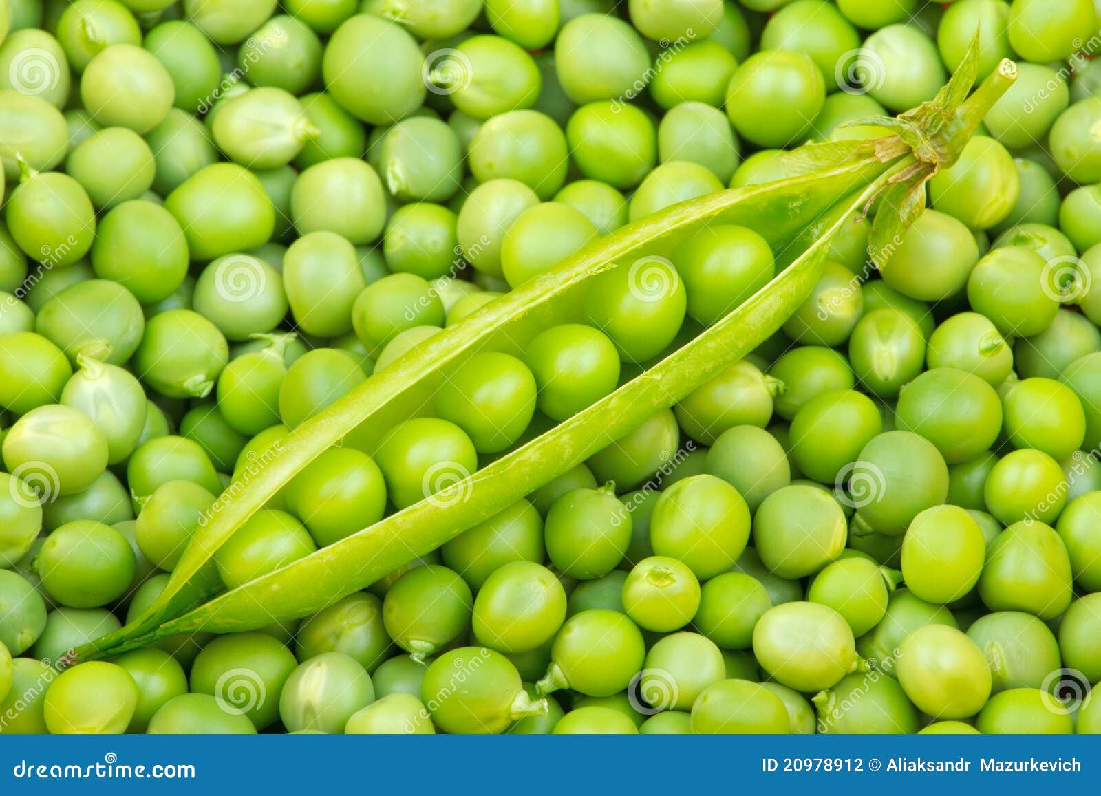 Vagem De Ervilha Verde Fresco Foto de Stock - Imagem de leguminosa ...