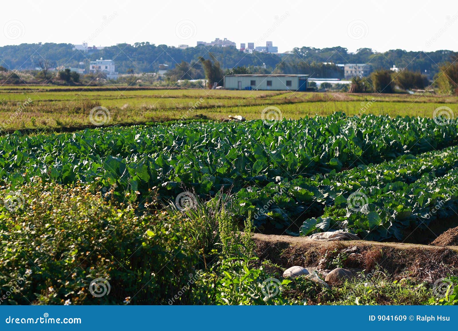 Vagetable Farm stock image. Image of north, chungli, xhiaoli - 9041609