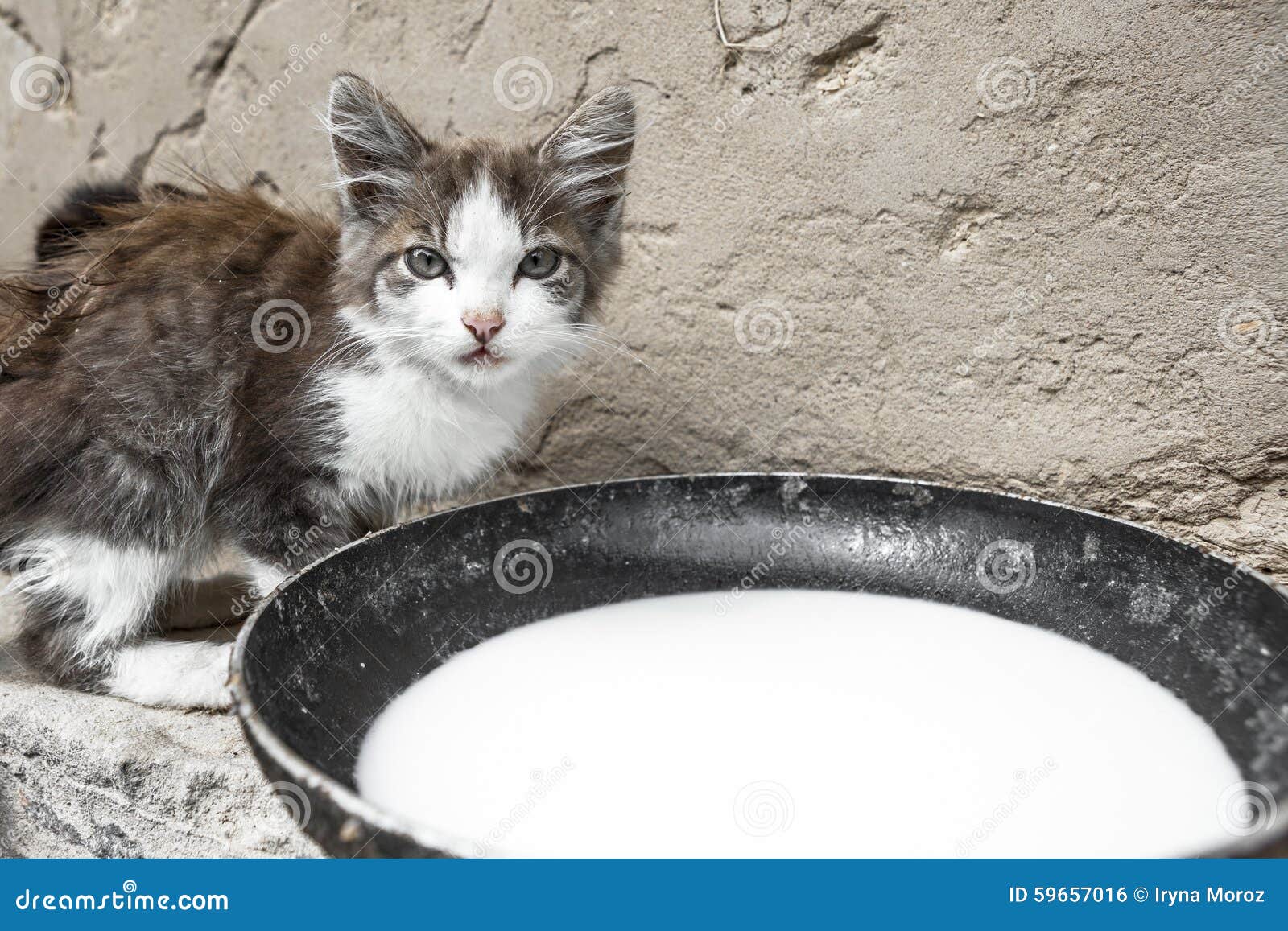 Vagrant cat stock photo. Image of asphalt, cats, human - 59657016