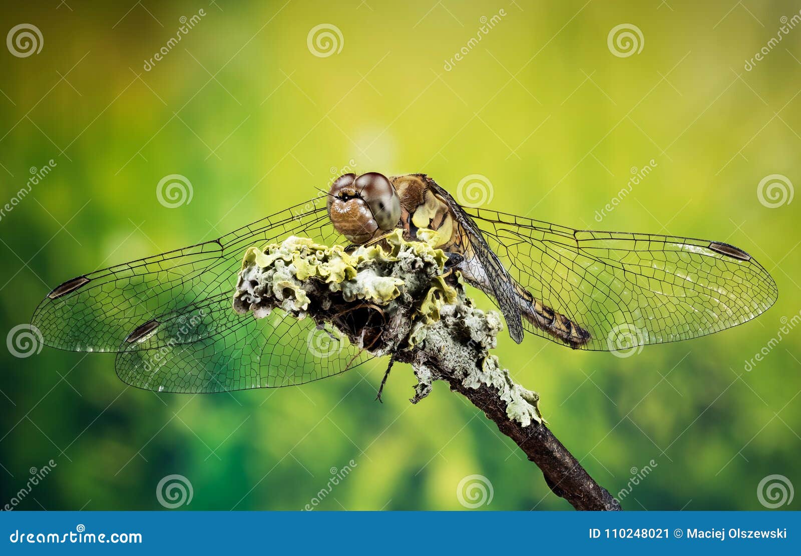 Vagrant Darter, Dragonfly, Sympetrum Vulgatum Stock Image - Image of ...