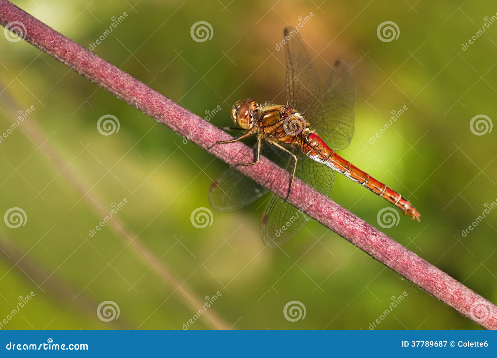 Vagrant Darter or Sympetrum Stock Image - Image of predator, dragonfly ...