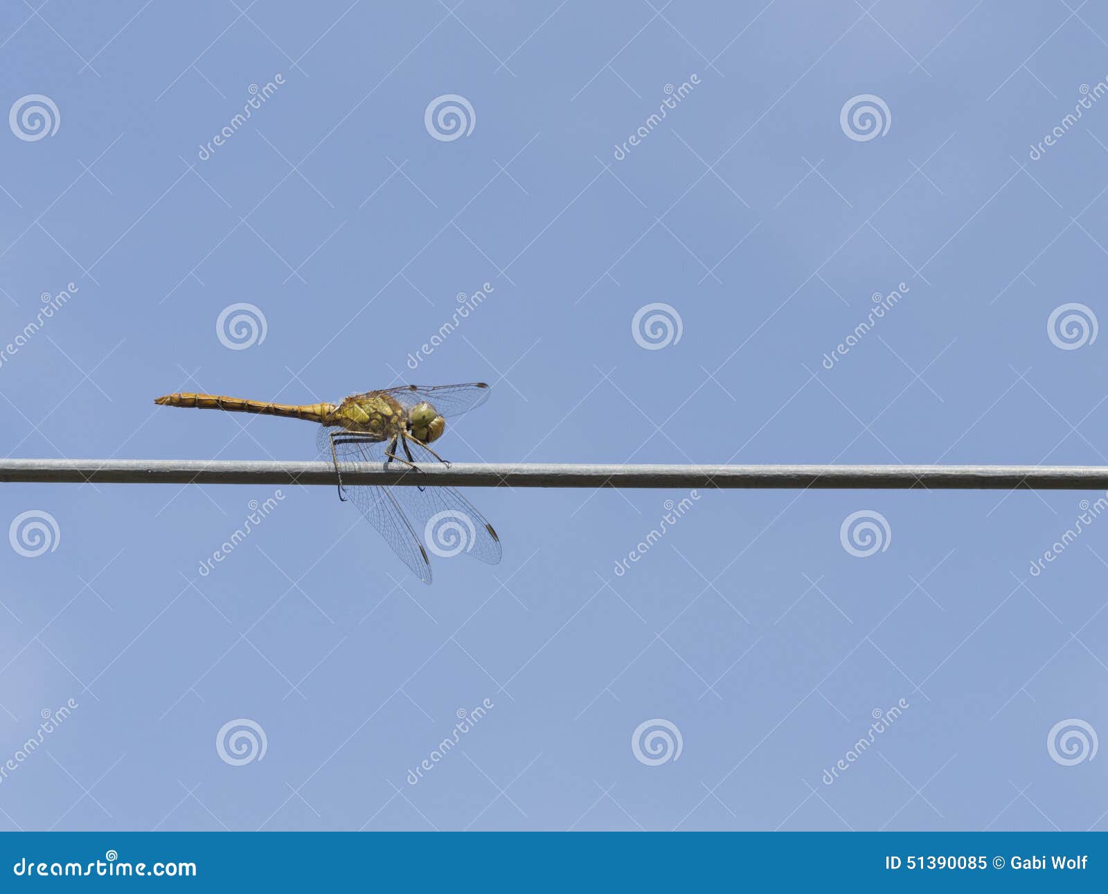 Vagrant Darter, Sympetrum Vulgatum Stock Image - Image of insect ...
