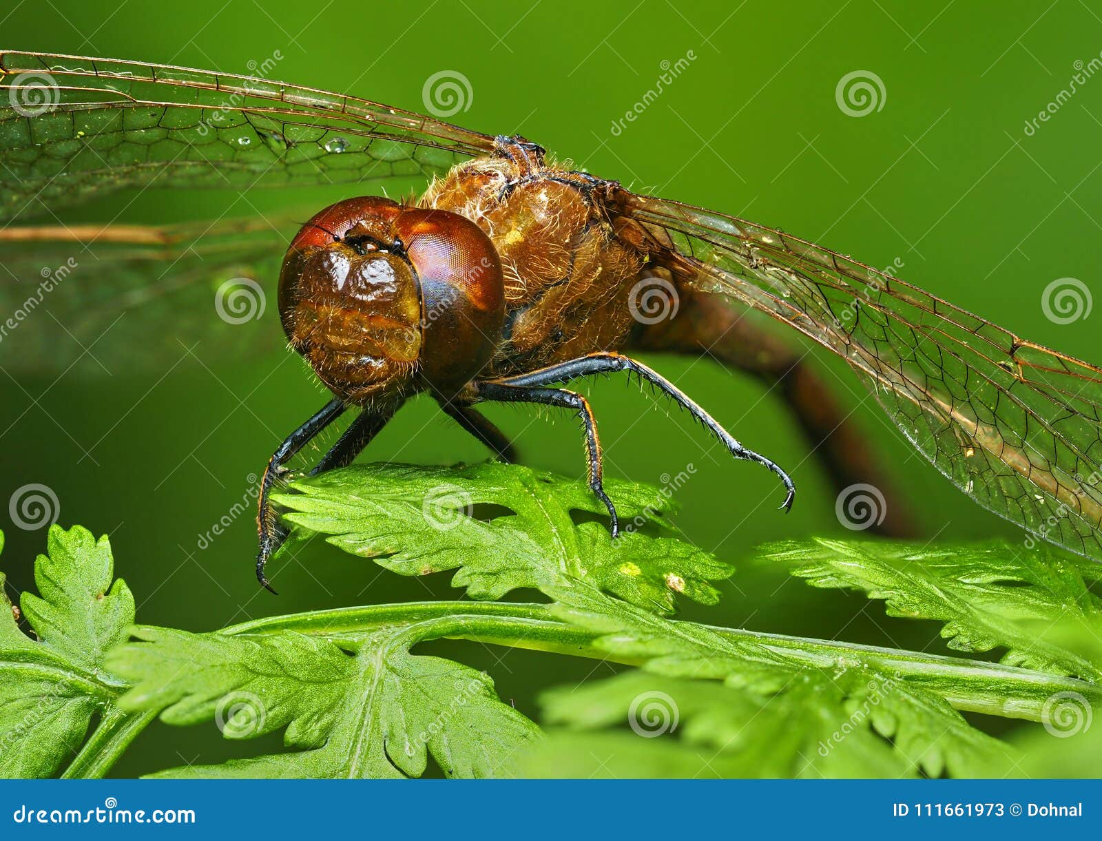 Vagrant Darter Sympetrum Vulgatum Stock Image - Image of focus, water ...