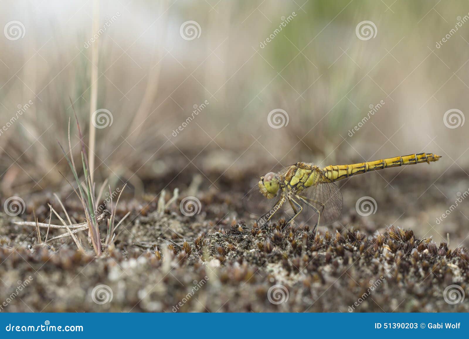 Vagrant Darter, Sympetrum Vulgatum Stock Image - Image of entomology ...
