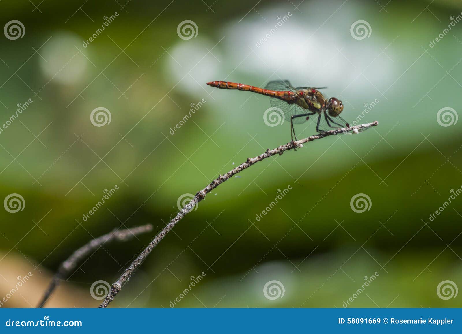 Vagrant Darter (Sympetrum Vulgatum) Stock Image - Image of stalk ...