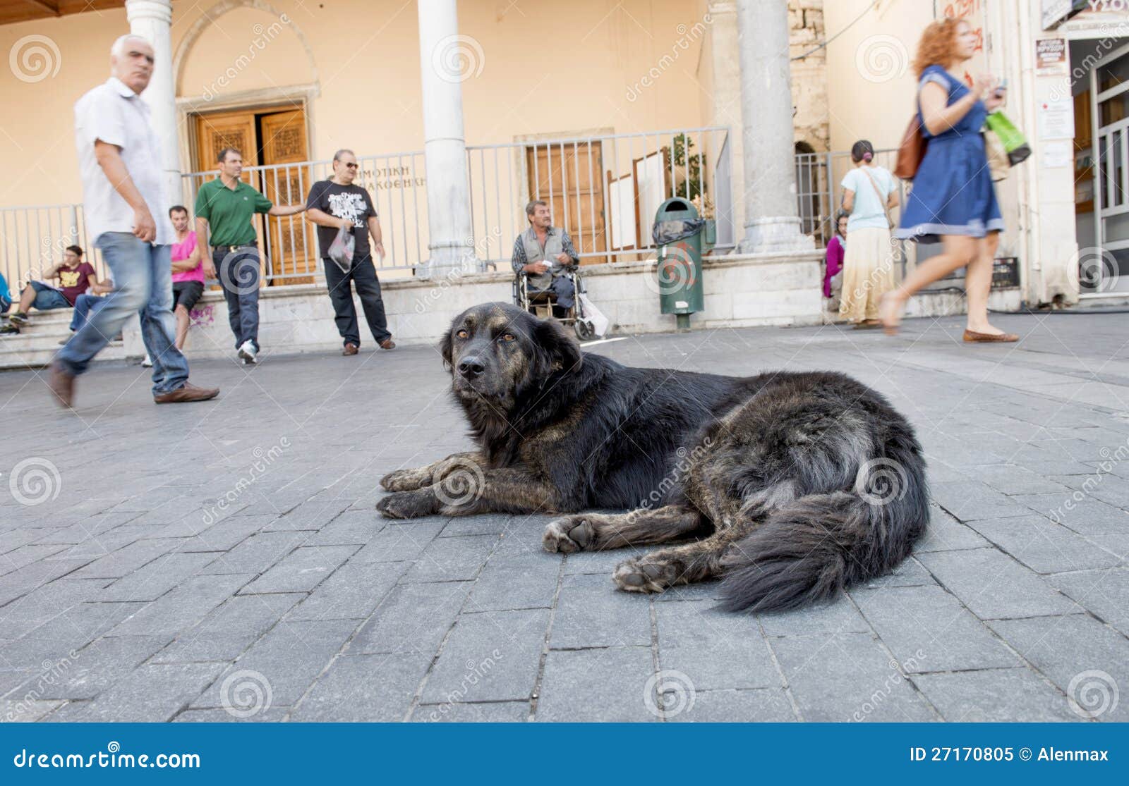 Vagrant dog editorial image. Image of person, animal - 27170805