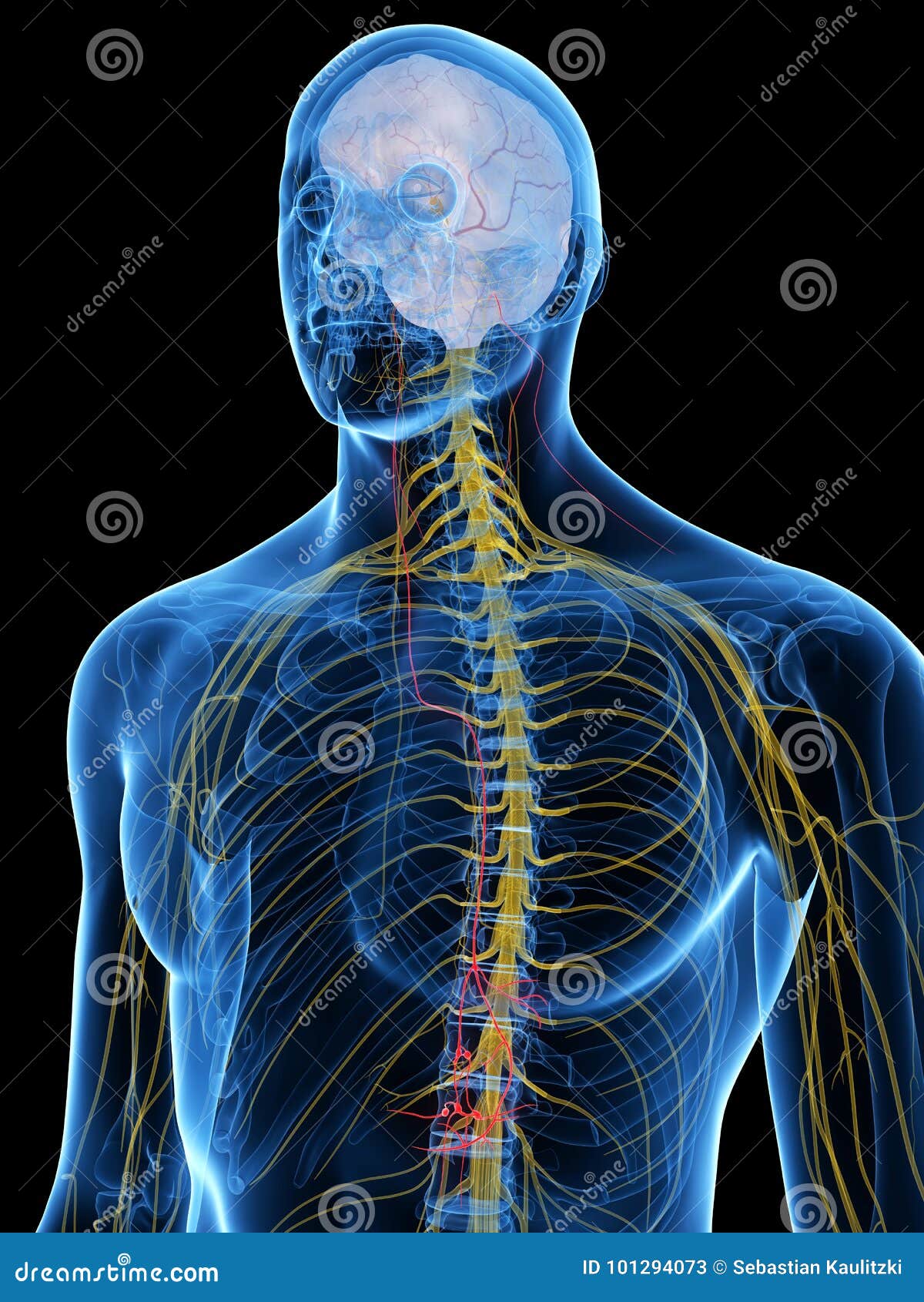 The Vagus Nerve Royalty-Free Illustration | CartoonDealer.com #101294073