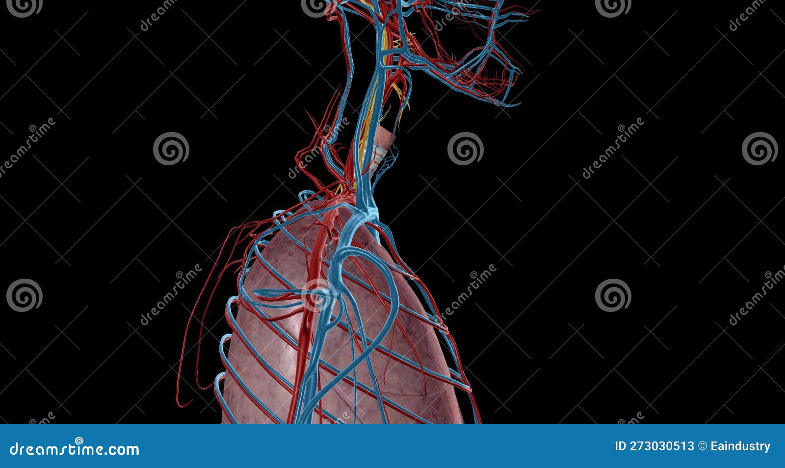 The Vagus Nerve is an Important Part of the Parasympathetic Nervous ... The Vagus Nerve is an Important Part of the Parasympathetic Nervous ...