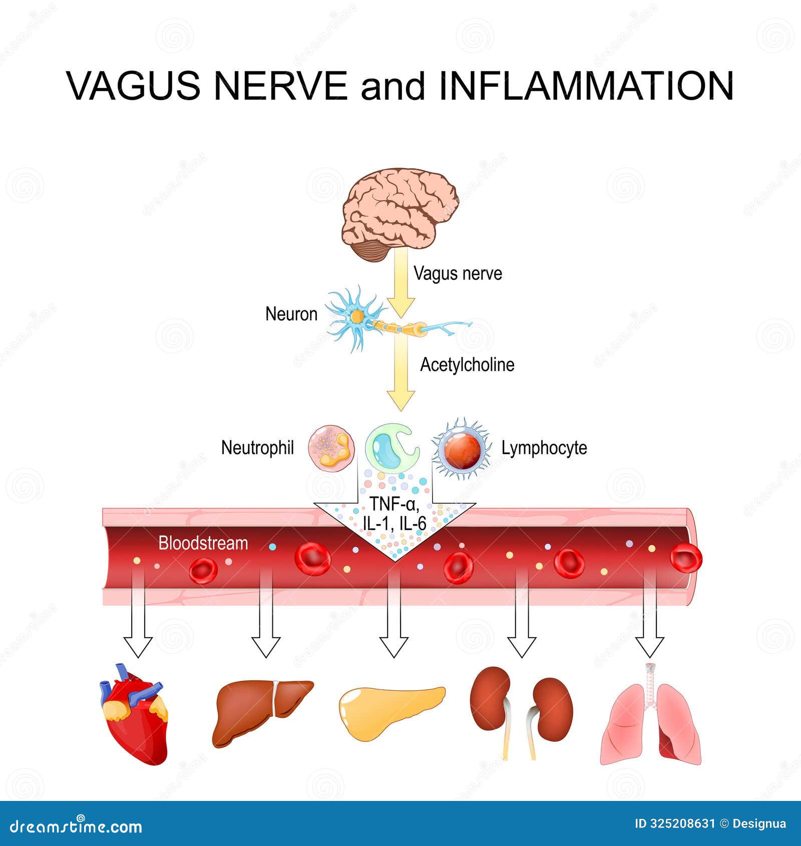 Vagus Nerve and Inflammation Stock Illustration - Illustration of ...