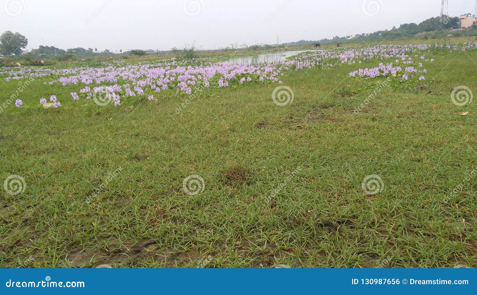 Vaigai Flower Stock Photos - Free & Royalty-Free Stock Photos from ...