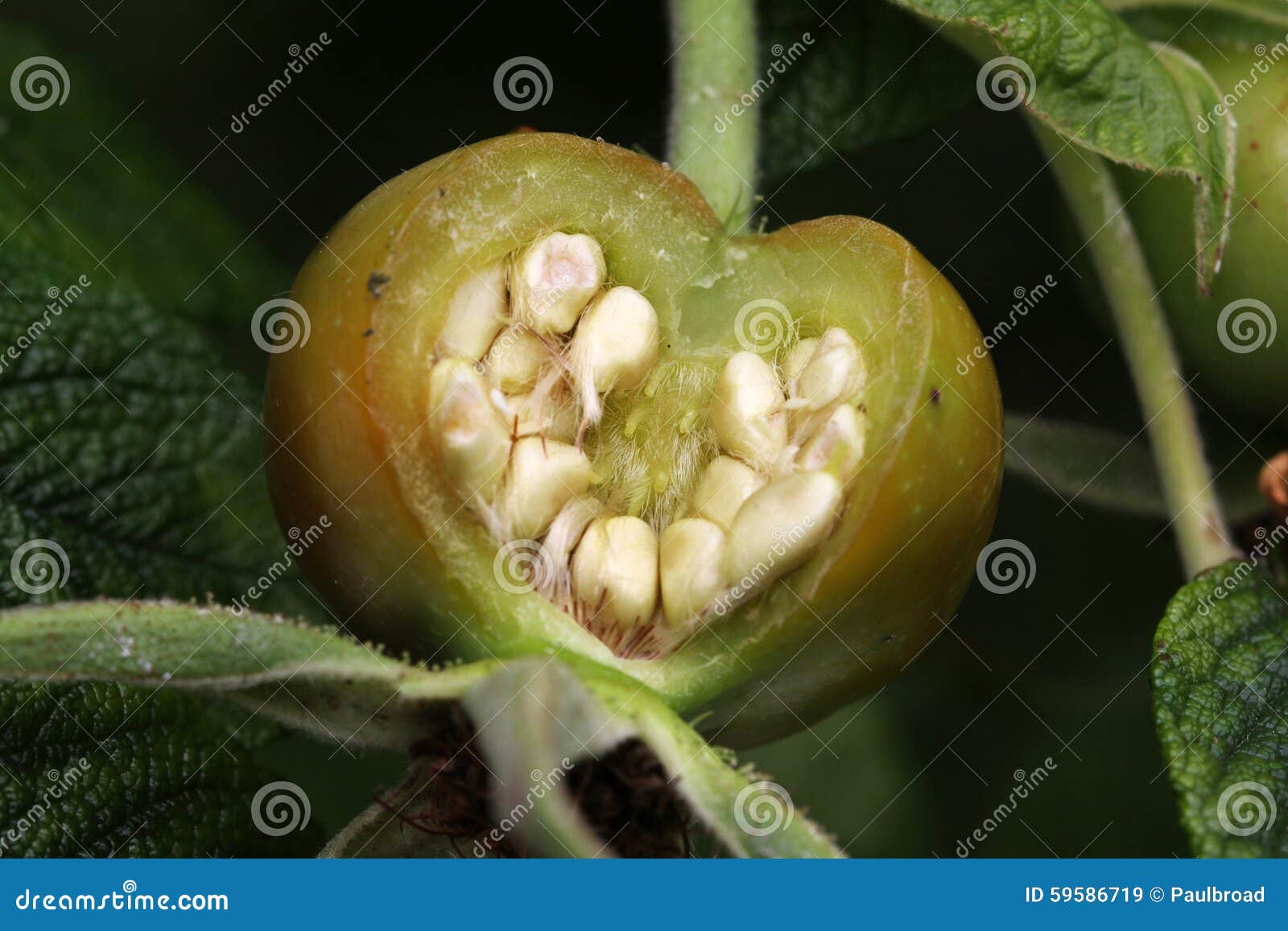 Vaina Interior De La Semilla De La Cadera Color De Rosa Imagen de ...