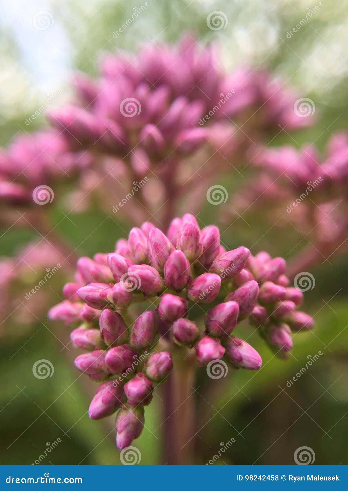 Vainas rosadas foto de archivo. Imagen de rosa, parque - 98242458
