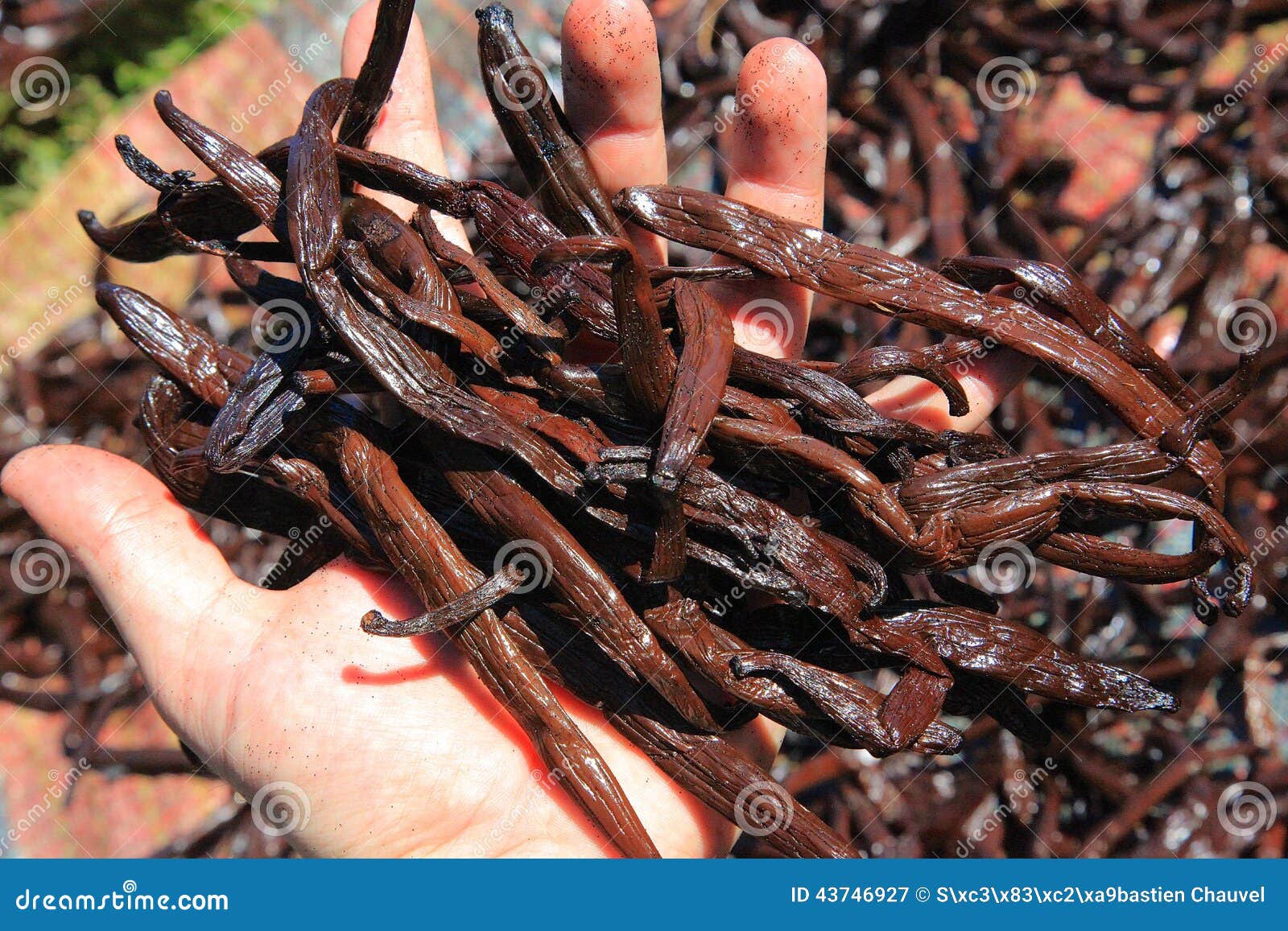 Vainilla Madagascar imagen de archivo. Imagen de fresco - 43746927