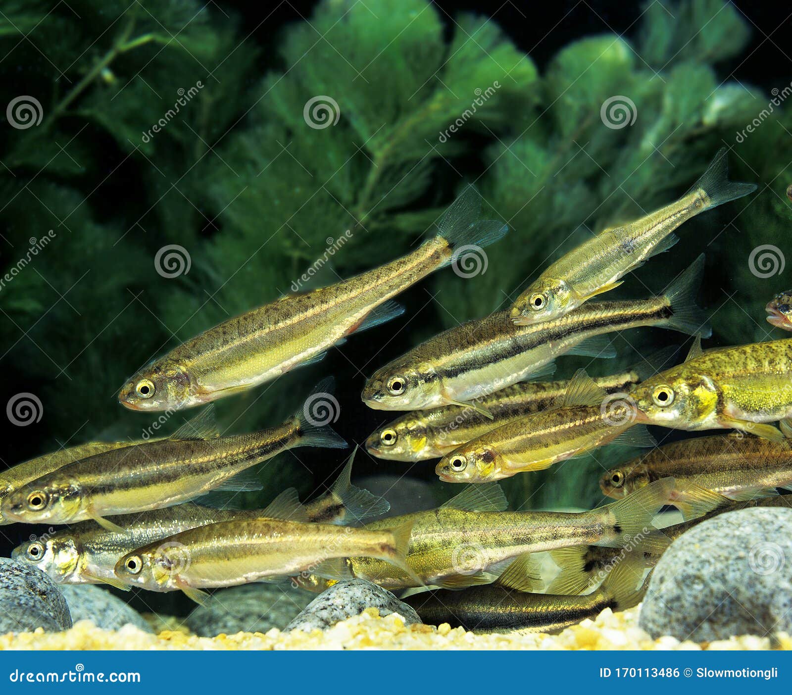 VAIRON phoxinus phoxinus stock photo. Image of fish - 170113486