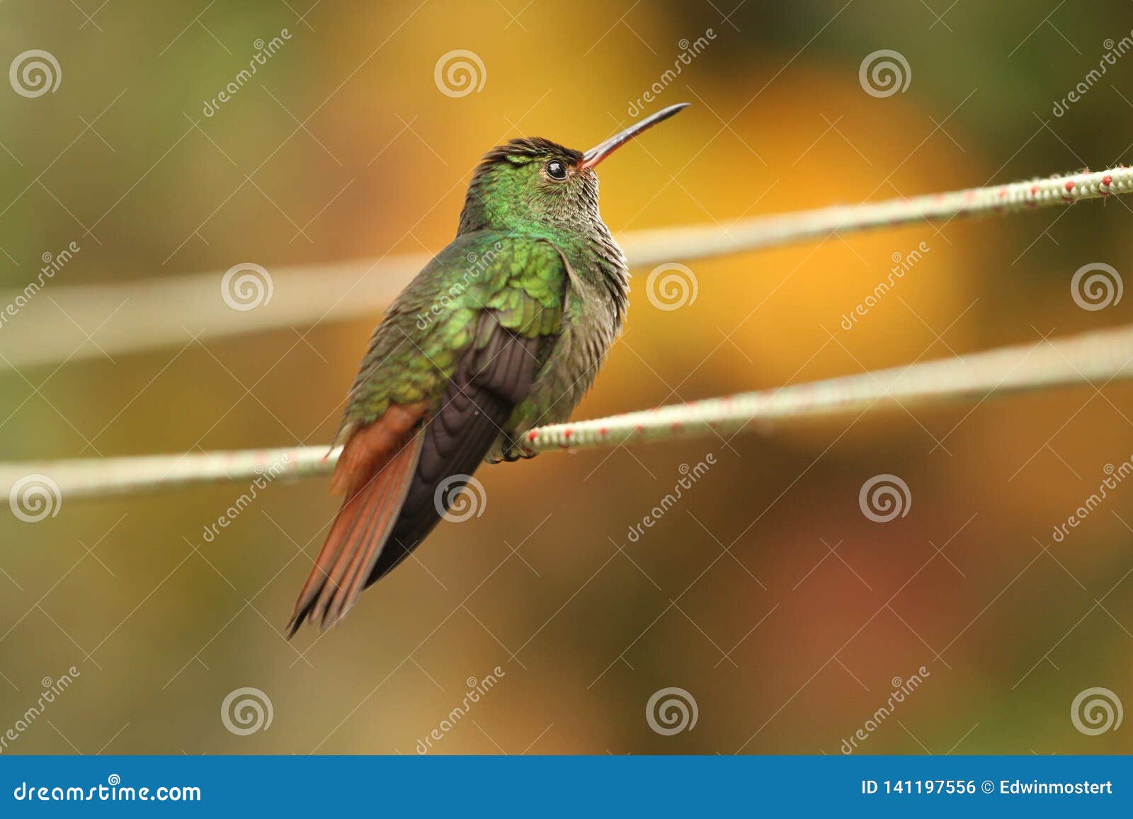 Hummingbird, Costa Rica stock photo. Image of line, washing - 141197556