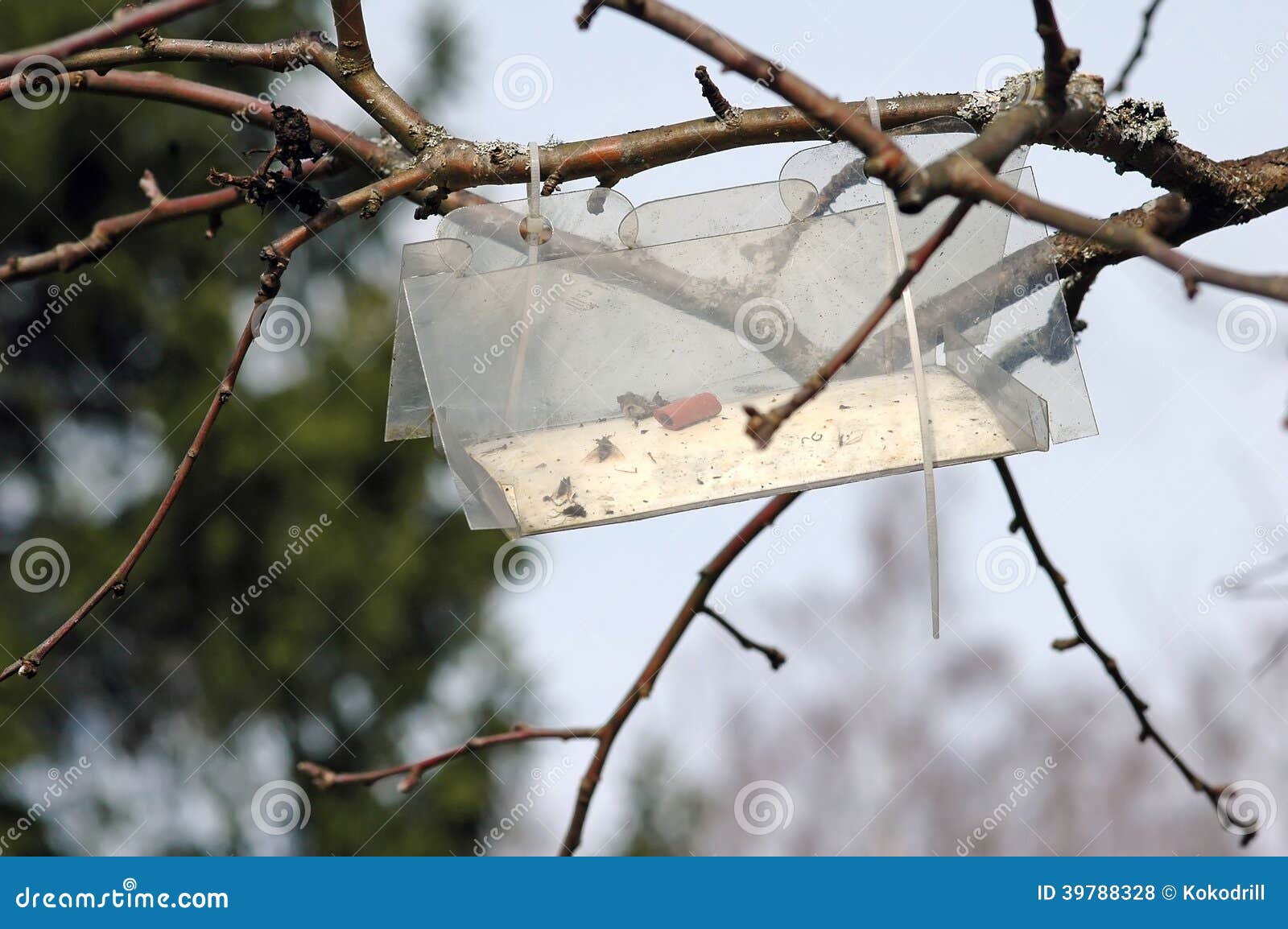 Val Voor Het Vangen Van Insecten Stock Foto - Image of vang, klein ...
