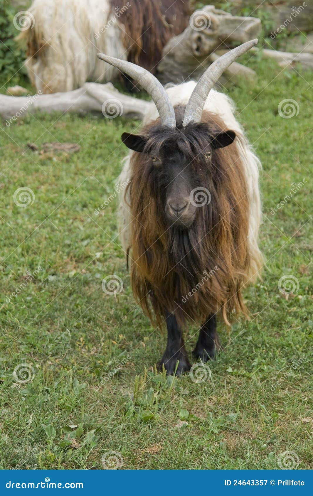 Valais Blackneck stock image. Image of antler, horned - 24643357