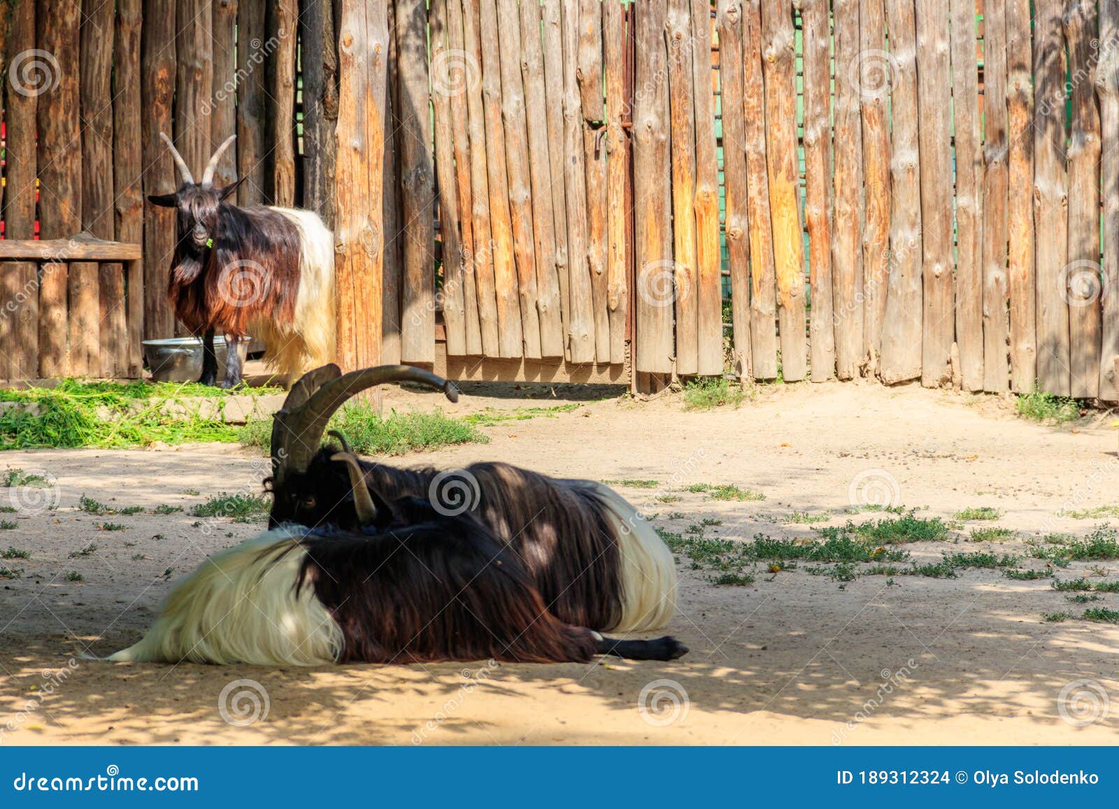 Valais Blackneck Goats in Paddock on Farm Stock Photo - Image of beast ...