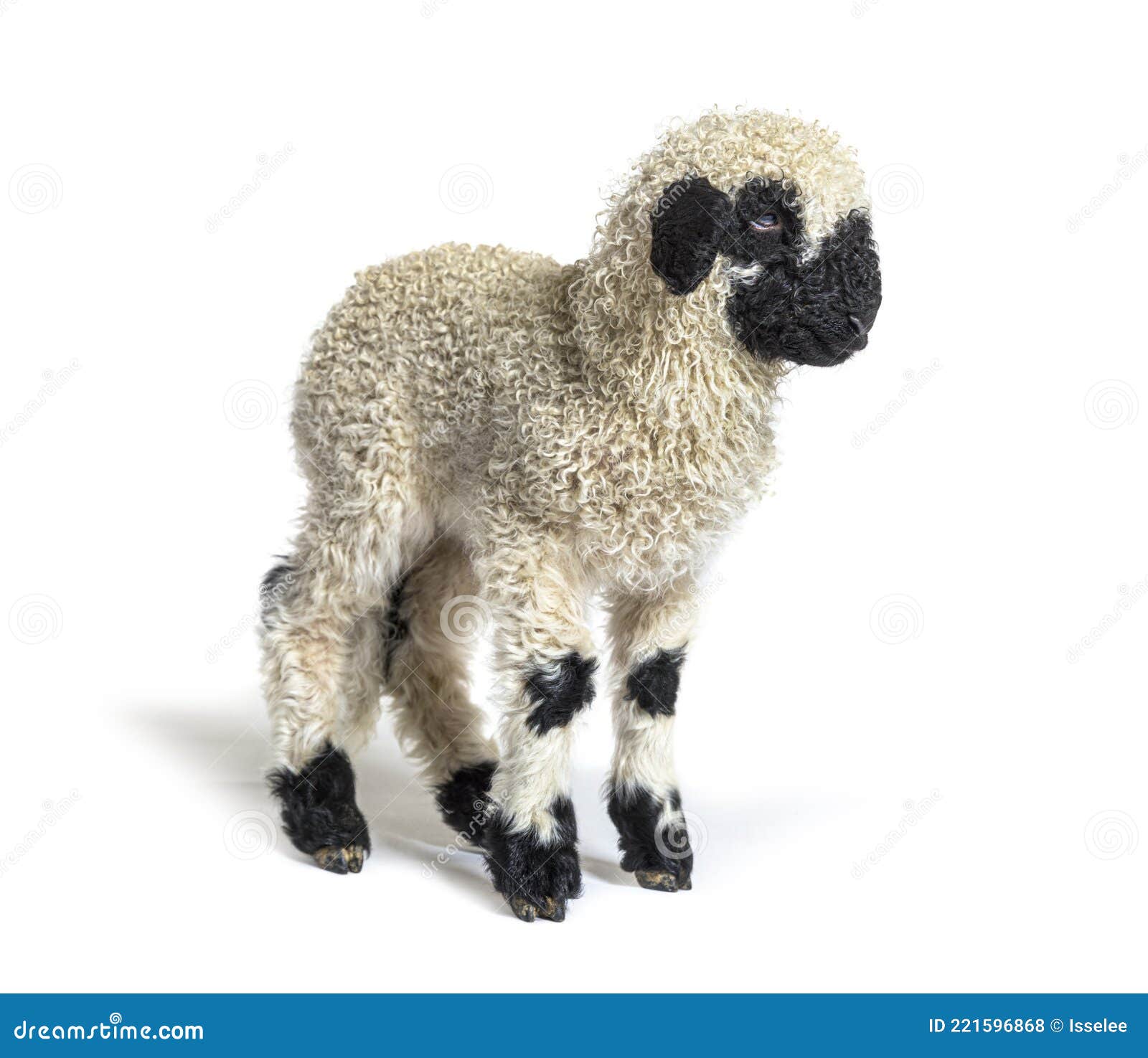 Valais Blacknose Lamb Sheep Standing in Front, Isolated on White Stock ...