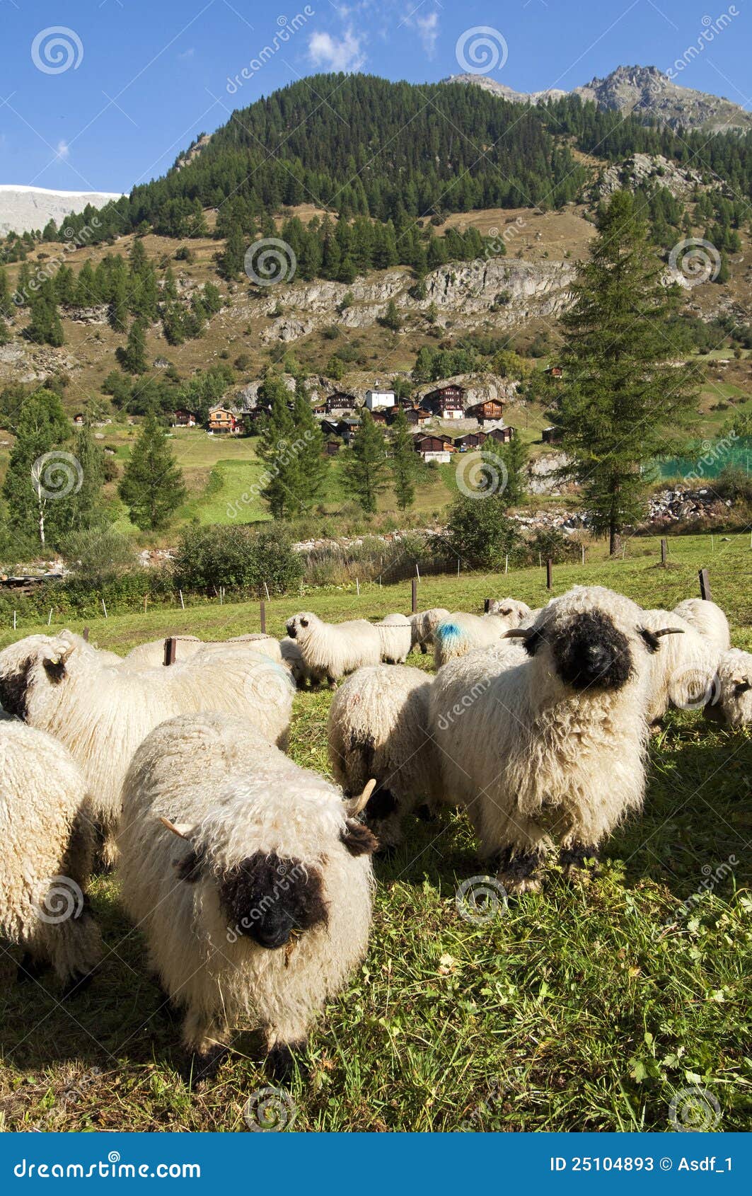 Valais Blacknose Sheep Royalty-Free Stock Photography | CartoonDealer ...