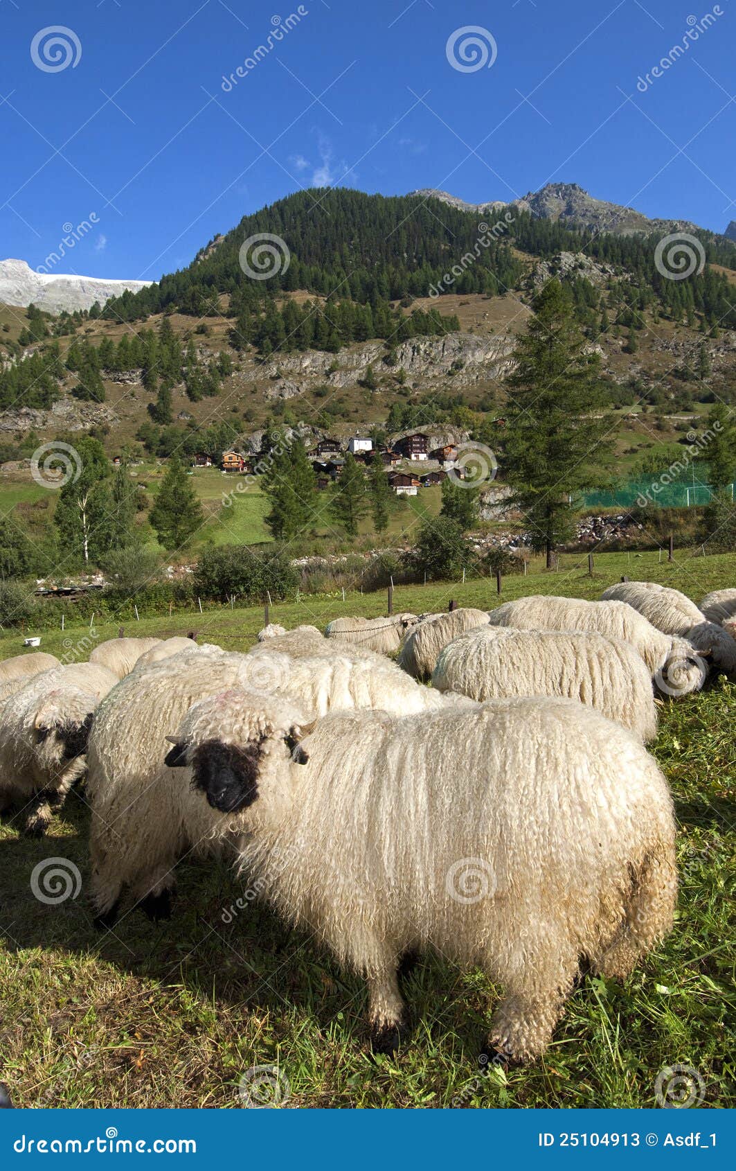 Valais Blacknose sheep stock image. Image of countryside - 25104913