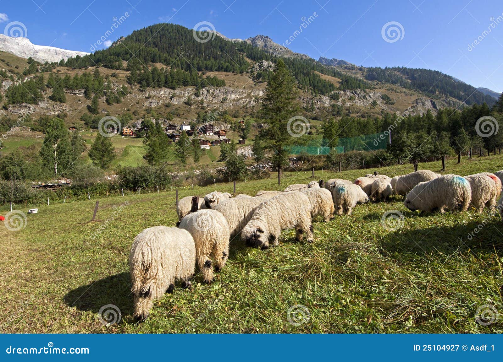 Valais Blacknose sheep stock image. Image of scenery - 25104927