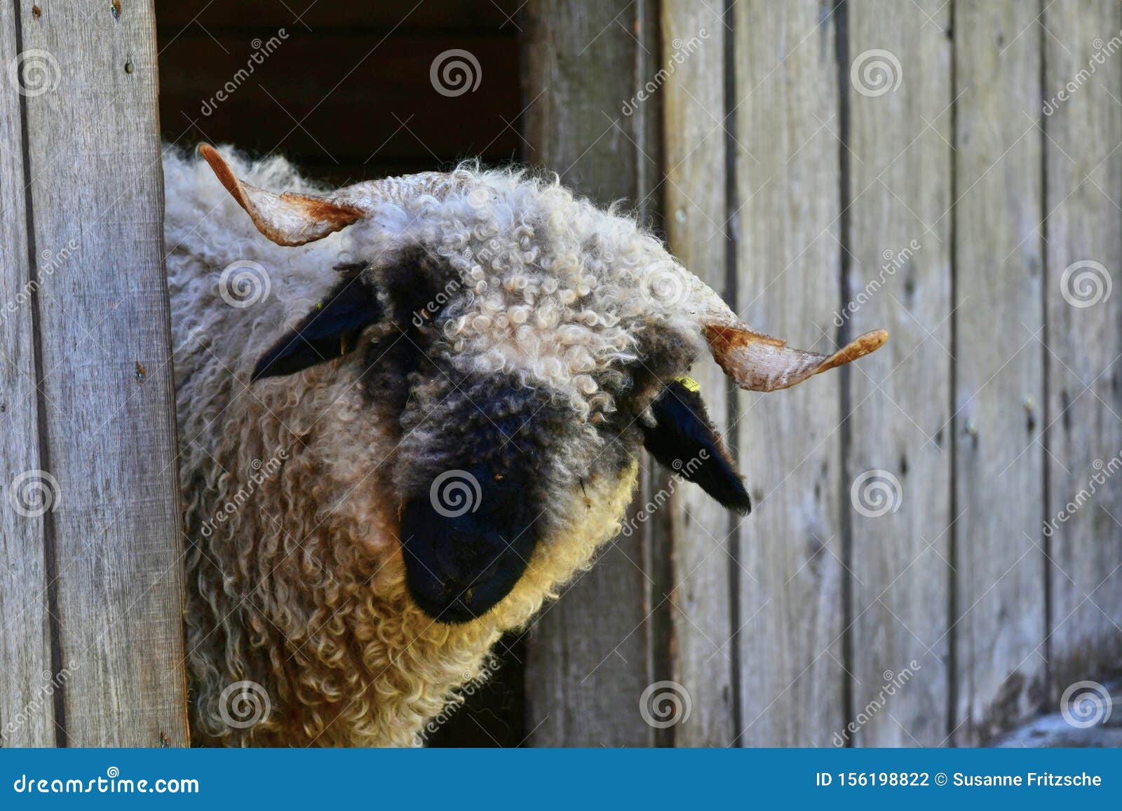 A Valais Blacknose Sheep Looking Out of a Barn Stock Photo - Image of ...