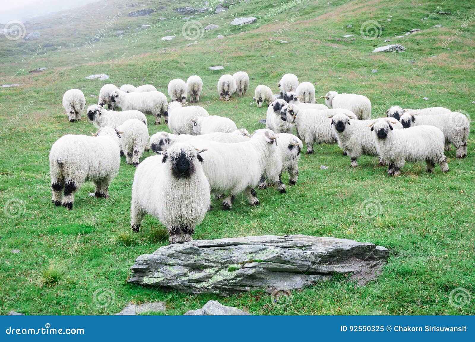 Valais Blacknose Sheep at Zermatt, Switzerland. Stock Image - Image of ...