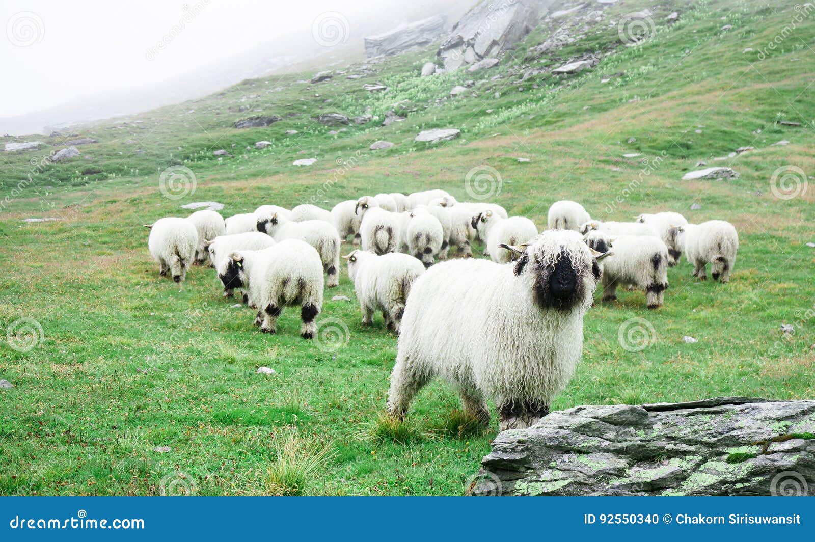 Valais Blacknose Sheep at Zermatt, Switzerland. Stock Photo - Image of ...