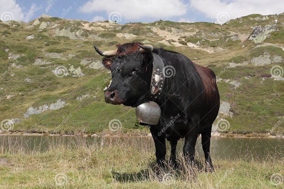 Valais cow stock image. Image of swiss, blausee, water - 21105283