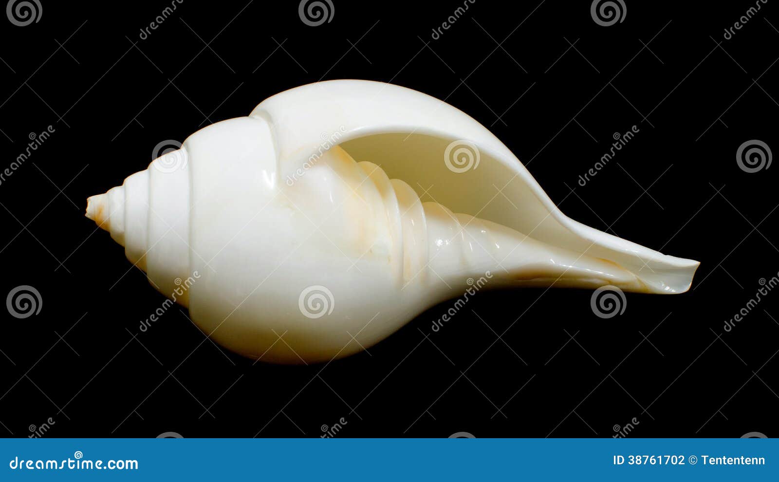Valampuri Shank Or Great Indian Chank Seashell Stock Photography ...