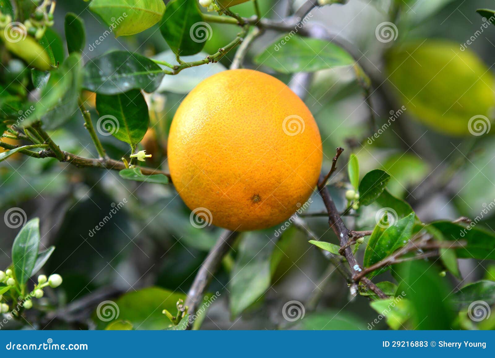 Valencia apelsin på Tree 2 fotografering för bildbyråer. Bild av bild ...