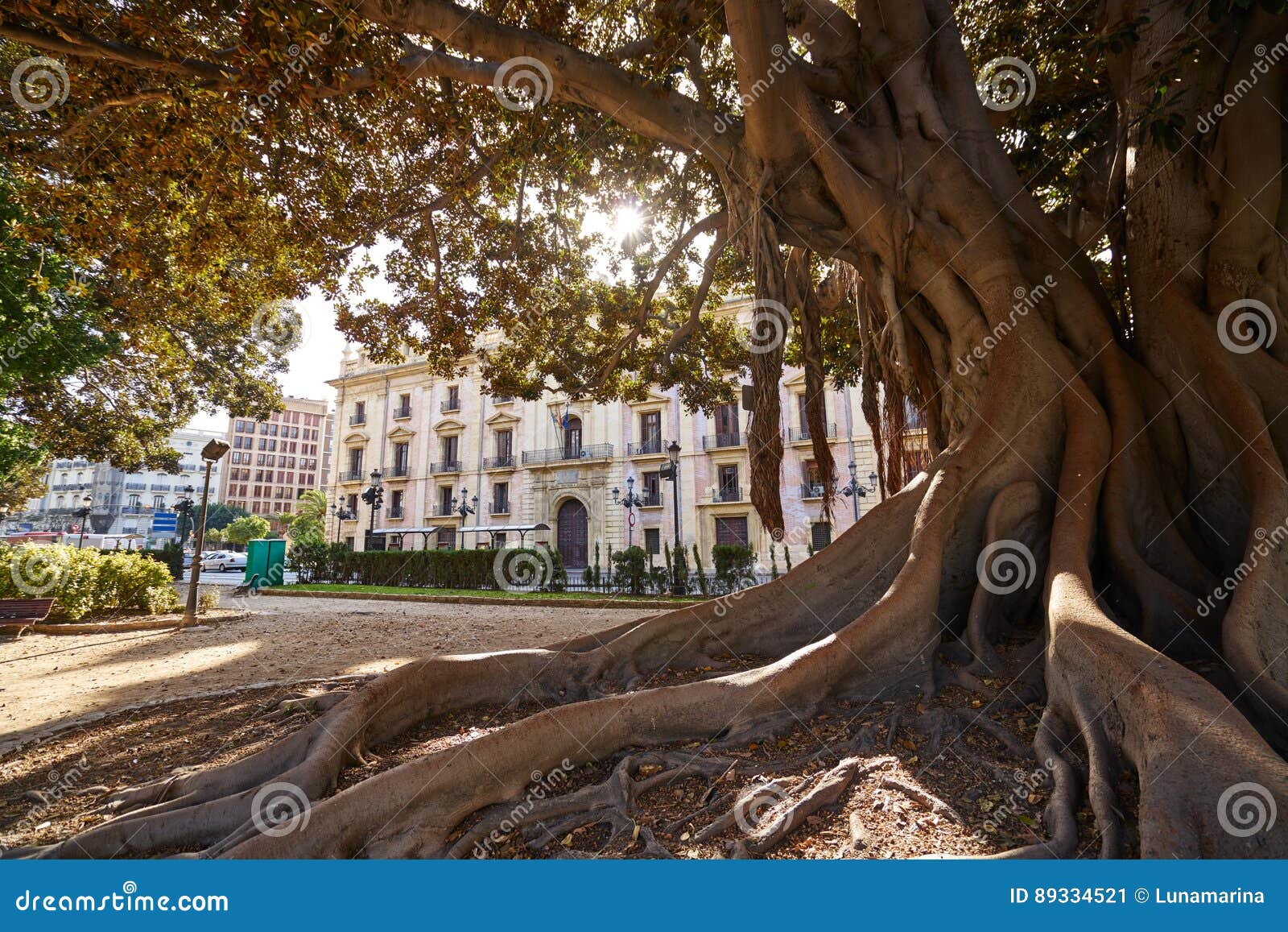 Valencia Glorieta Park Big Ficus Tree Spain Stock Image - Image of ...