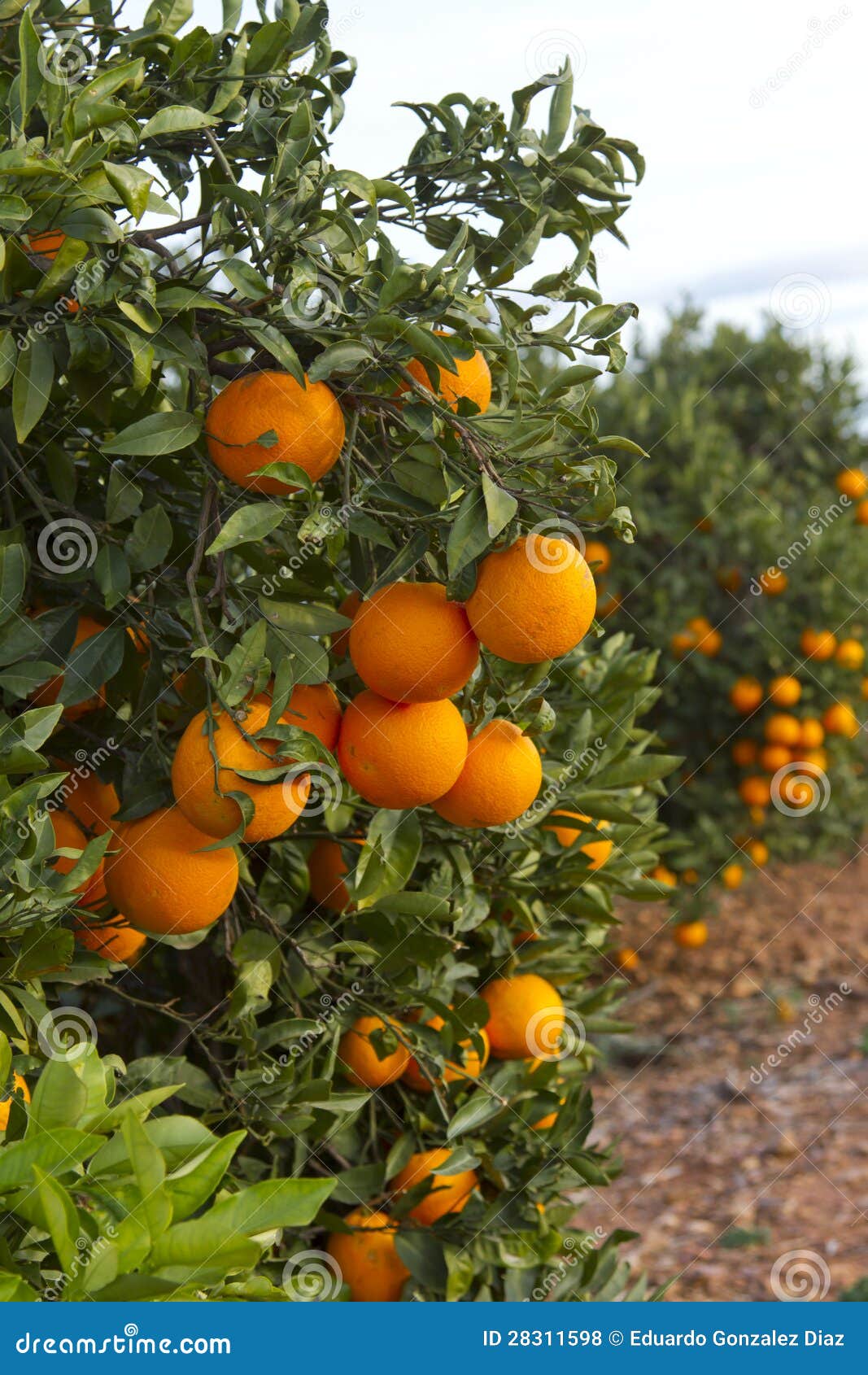 Valencia orange trees stock photo. Image of field, green - 28311598