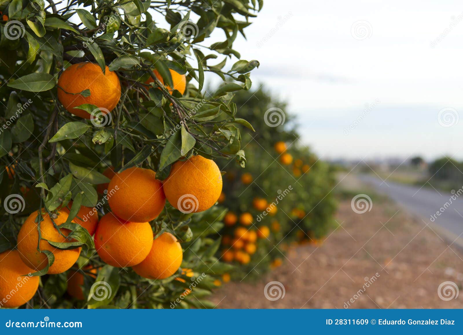 Valencia orange trees stock image. Image of healthy, leaf - 28311609