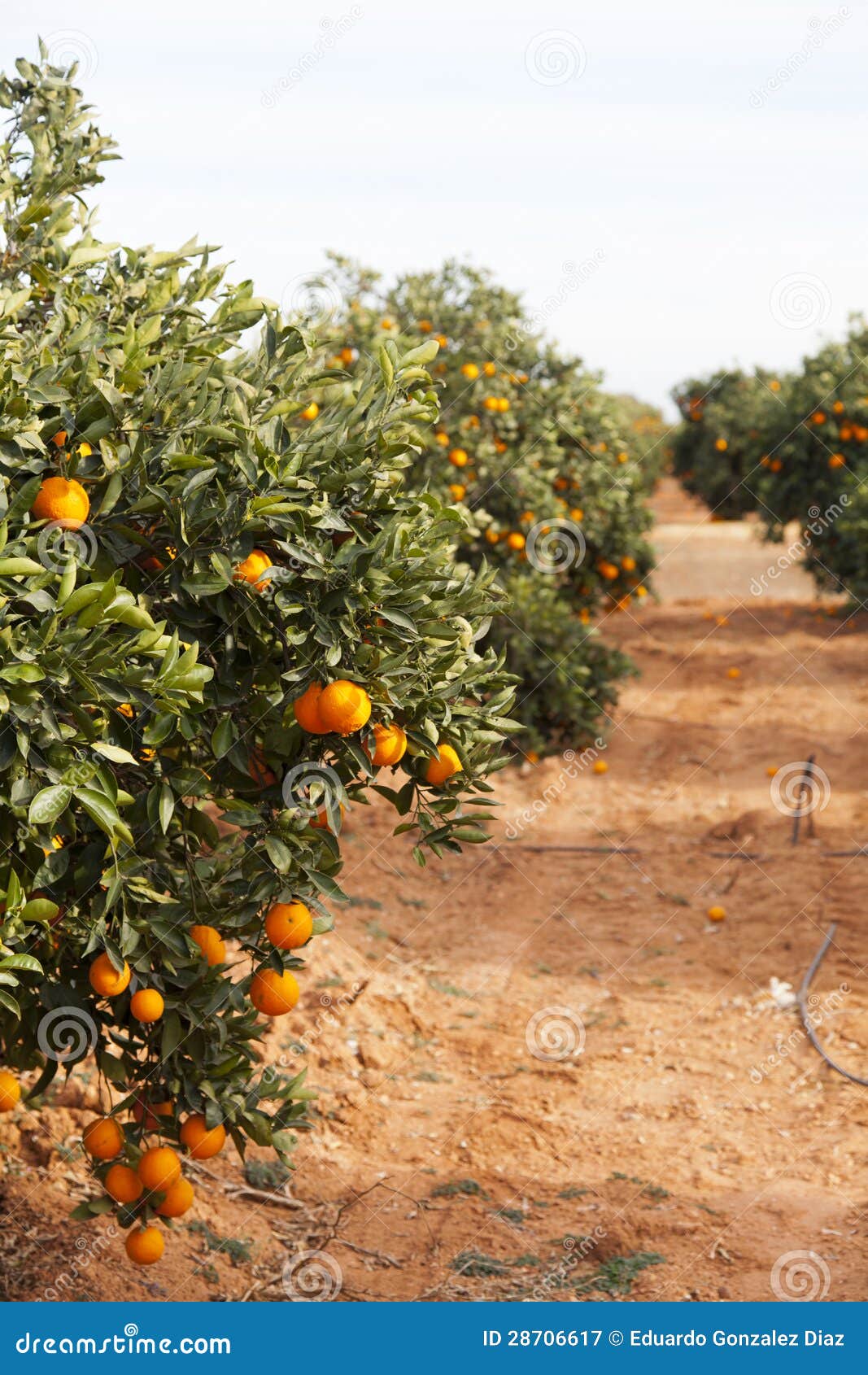Valencia orange trees stock image. Image of fruit, food - 28706617