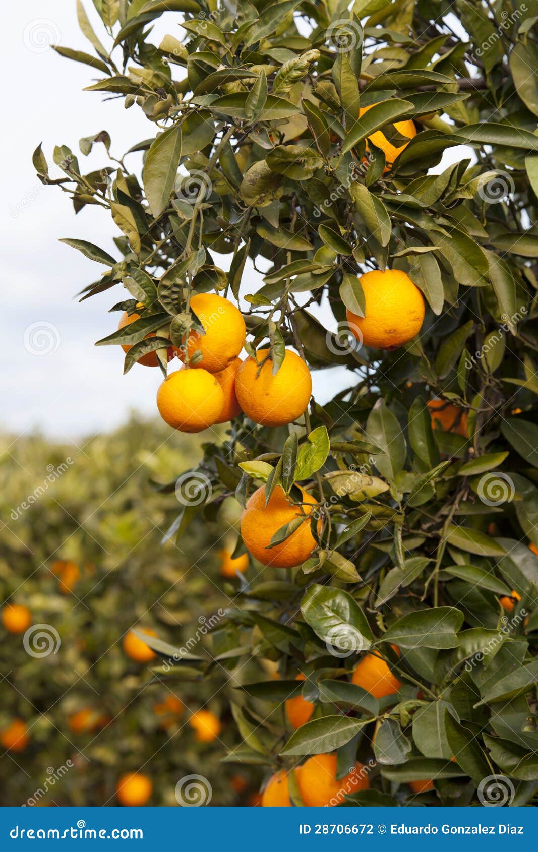 Valencia orange trees stock photo. Image of crop, healthy - 28706672